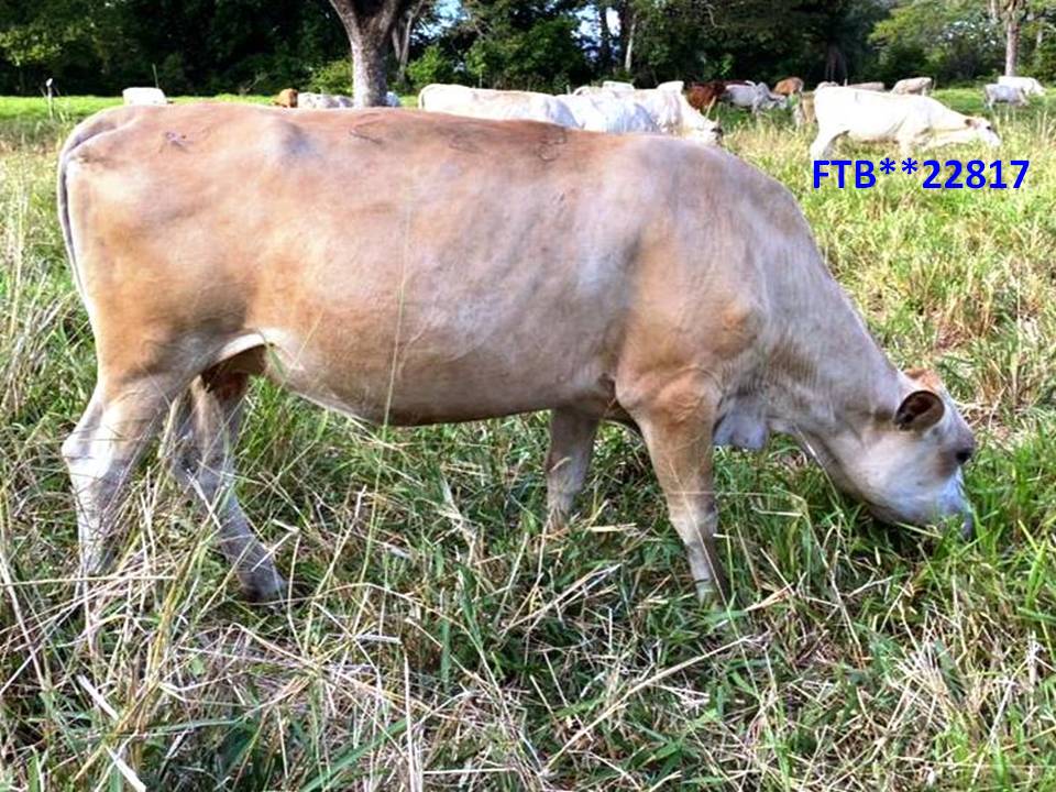 Videos - Raza Carora