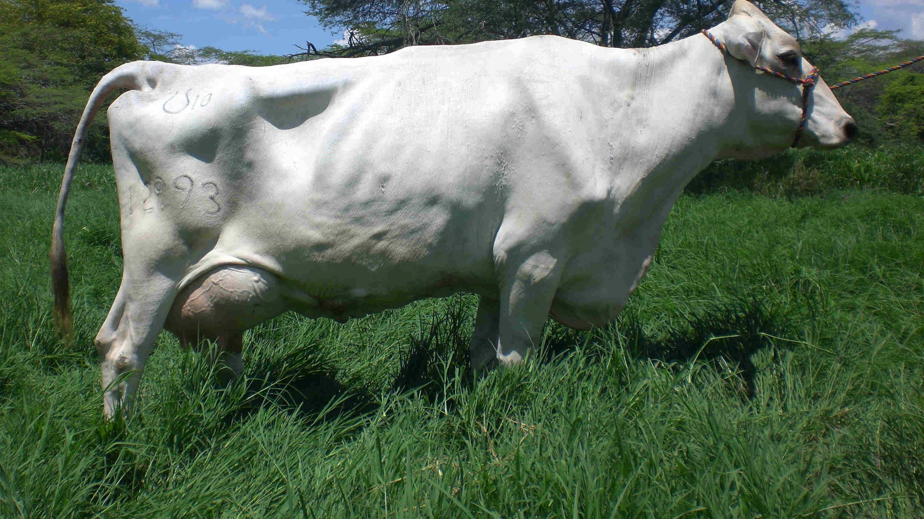 Foro de la Raza Carora