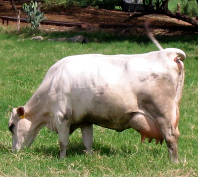 Videos - Raza Carora